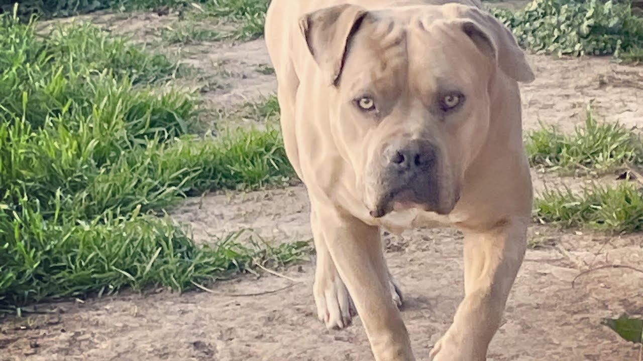 How to properly weight pull train your XL American Bully - YouTube