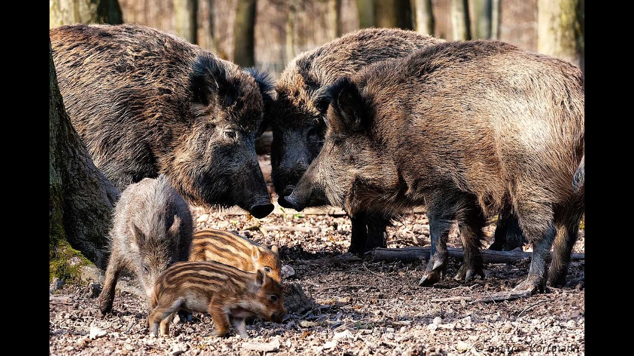 Wild Boar Growling - YouTube