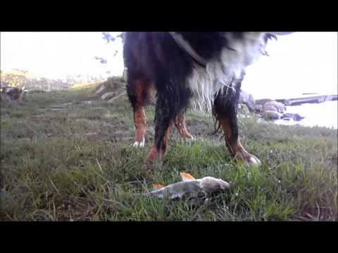 Berninpaimenkoira kalassa - Bernese Mountain Dog fishing - YouTube
