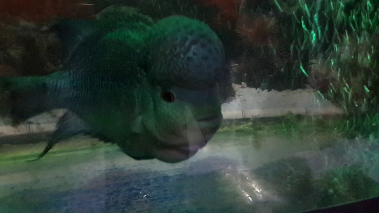 Ikan lohan lucu - YouTube