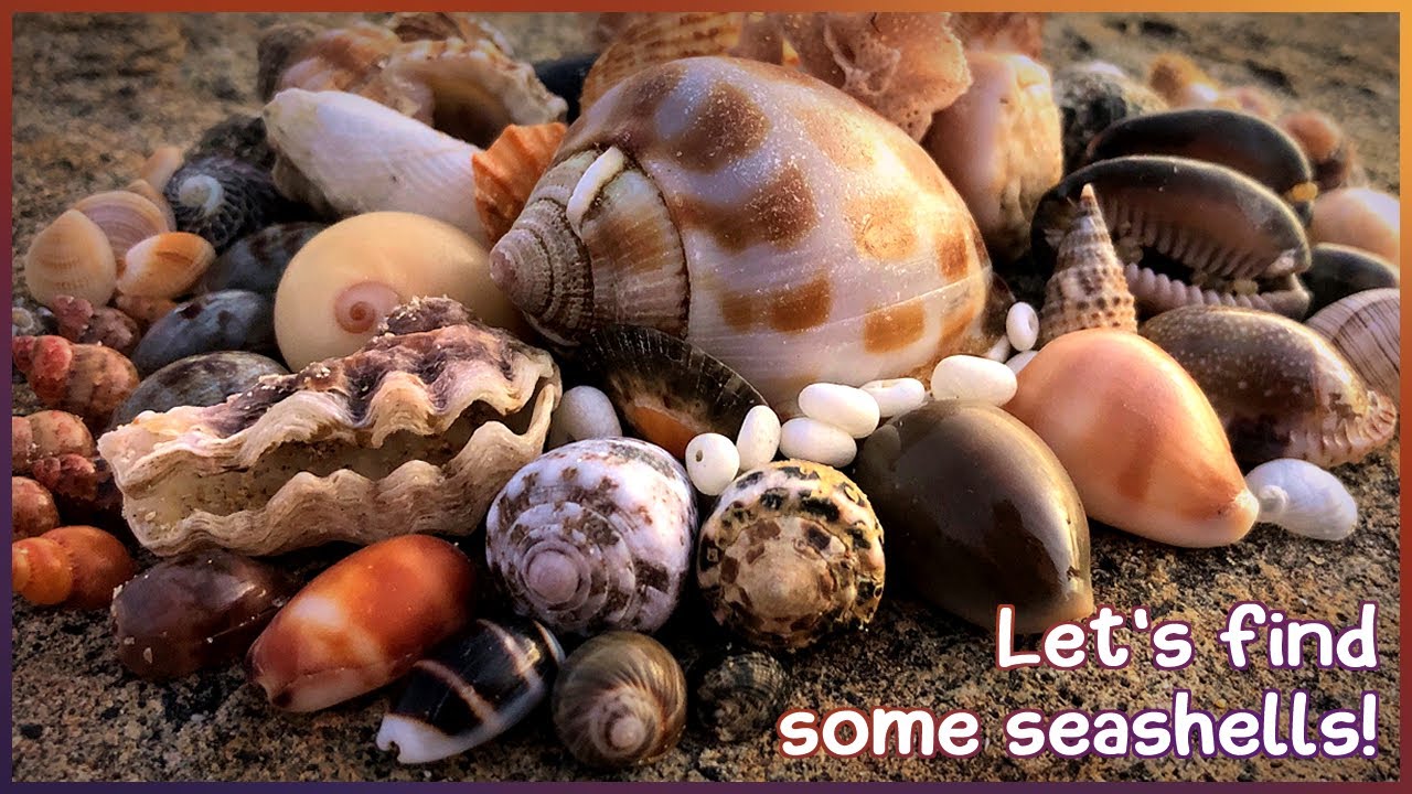 Finding Seashells Before the Sun Goes Down | High & Low Tide #shelling ...