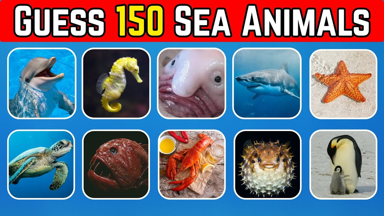 Guess 150 Sea Animals Quiz! 🐬🐙🐠 Ocean Trivia - YouTube