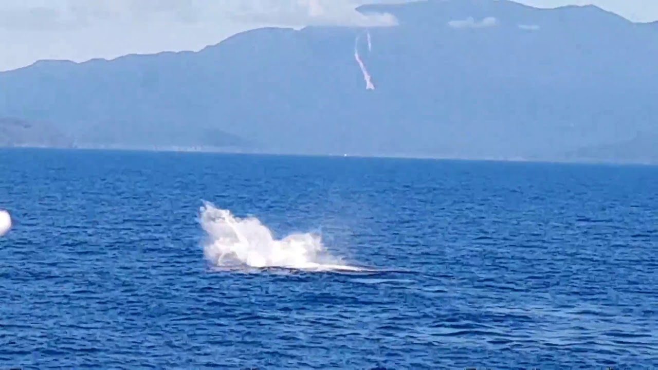 Sprem whale in Austiralia - YouTube
