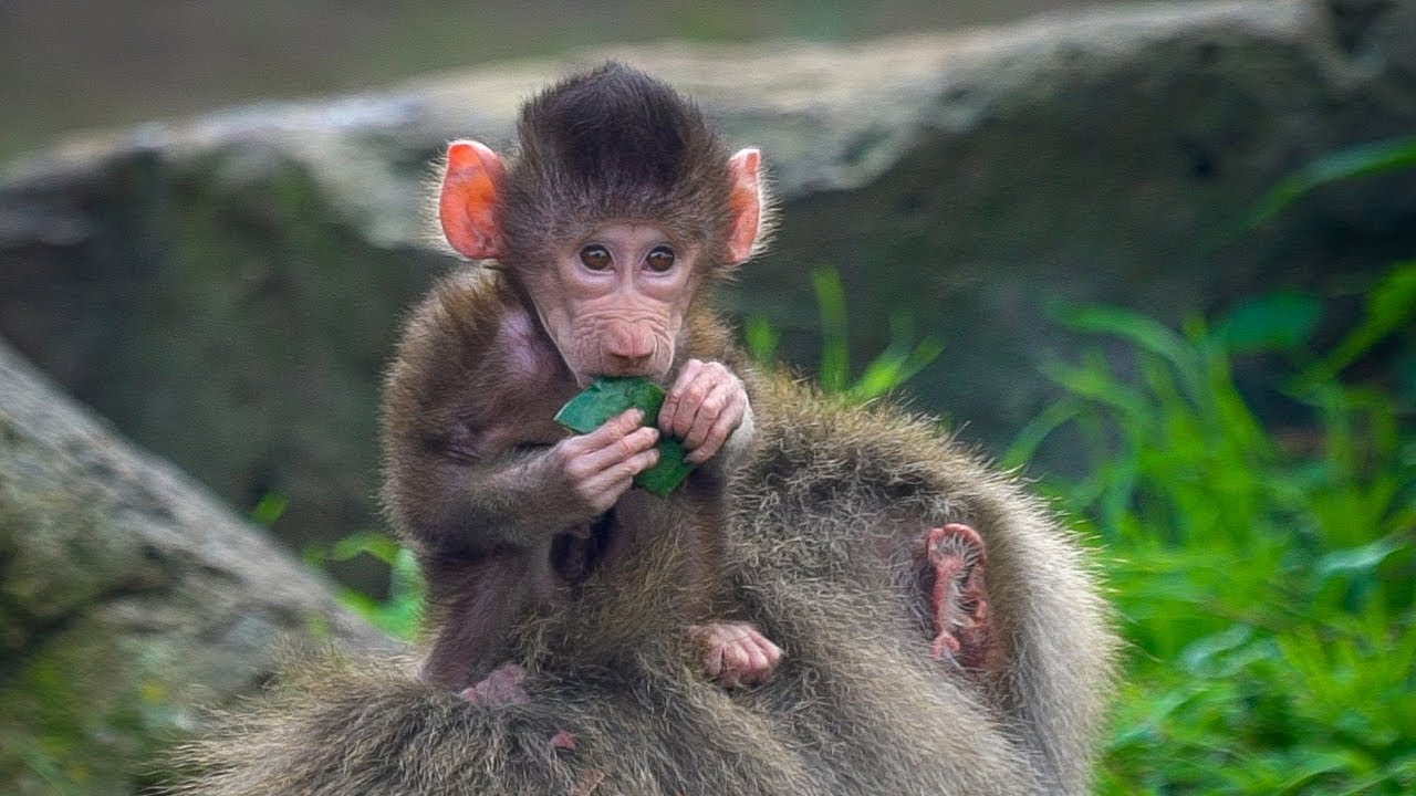 Baboon Baby Boom- the cuteness continues - YouTube