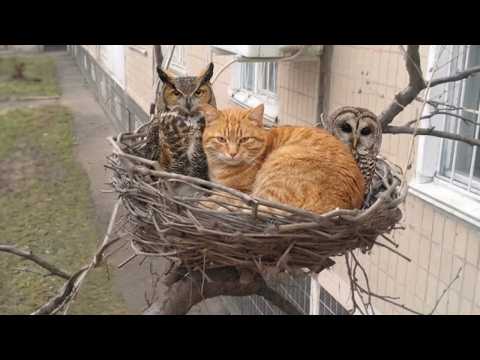 Hilarious Cats and Their Secret Wild Animal Best Friends! 😂