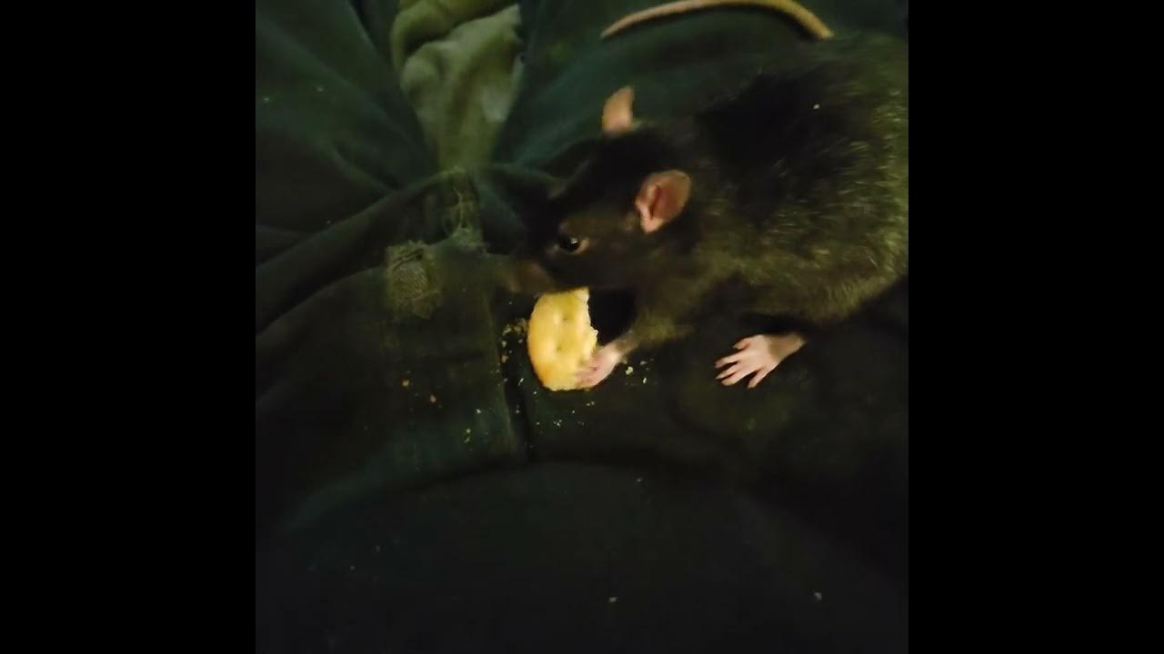 Rat vs cracker. - YouTube