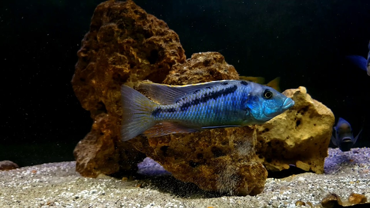 lichnochromis acuticeps - YouTube