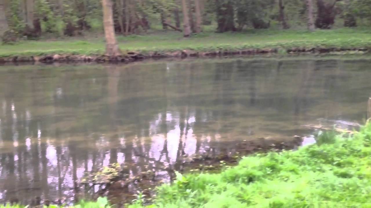Driffield Angling Club - The Shallows - YouTube