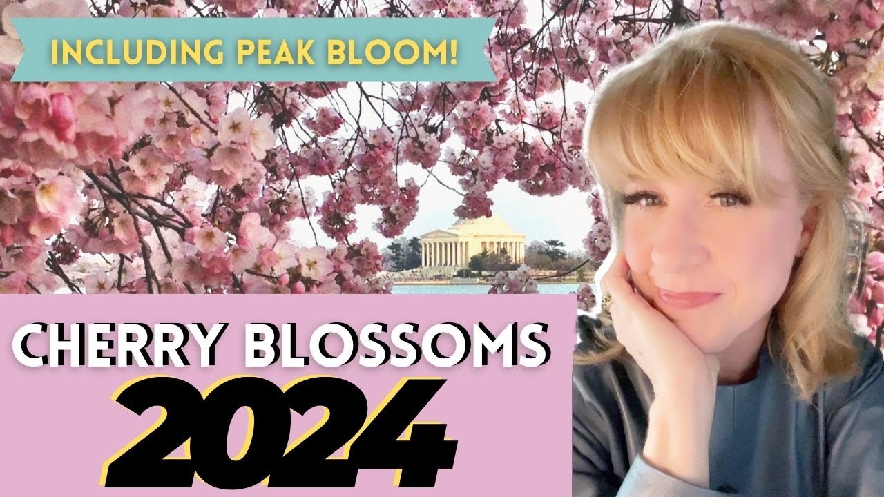 Washington, DC Cherry Blossoms 2024 | Where to See & Celebrate ...