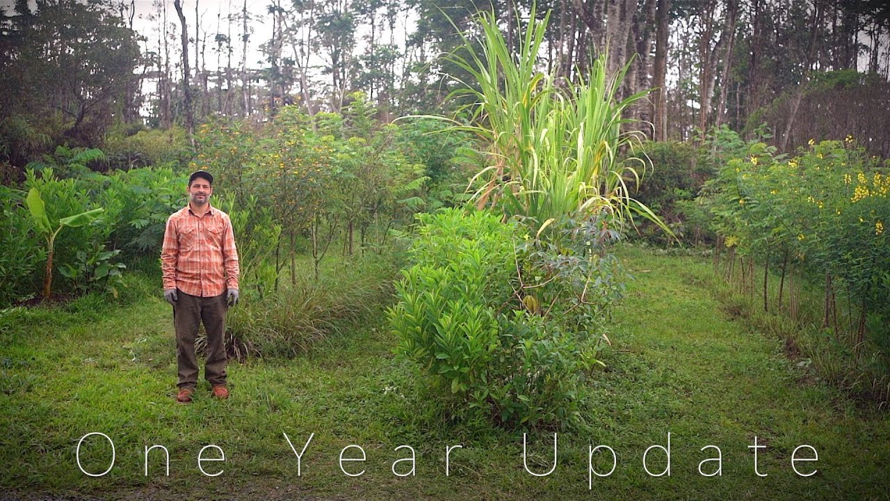 Syntropic Agroforestry | 1 Year Update - YouTube