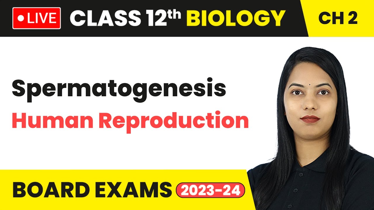 Spermatogenesis - Human Reproduction | Class 12 Biology Chapter 2 ...