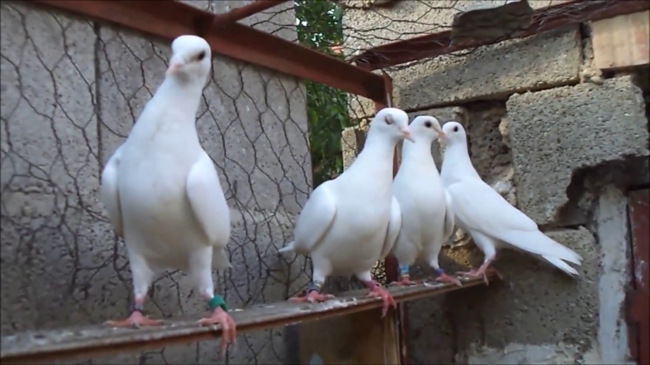 White Tipplers High-Flying 2019 - YouTube