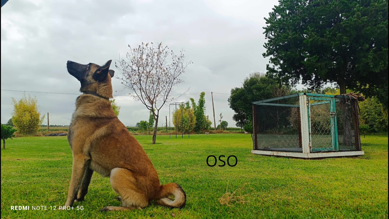 ATENCION TRABAJO DE OBEDIENCIA ADIESTRAMIENTO CANINO PASTOR BELGA ...