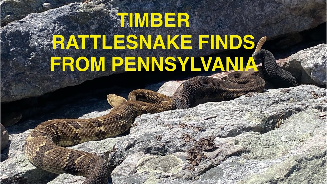 Timber Rattlesnake finds from South Central Pennsylvania in 2024 - YouTube