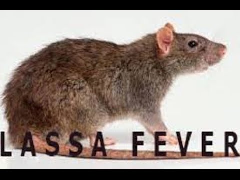 Minister advises Nigerians to stop eating rats to avoid Lassa fever ...