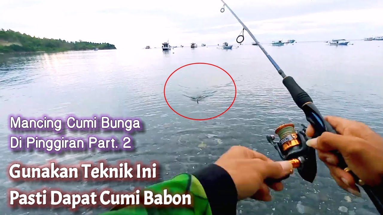 Cara mancing cumi bunga babon di pinggiran siang hari PART 2. Bersama ...