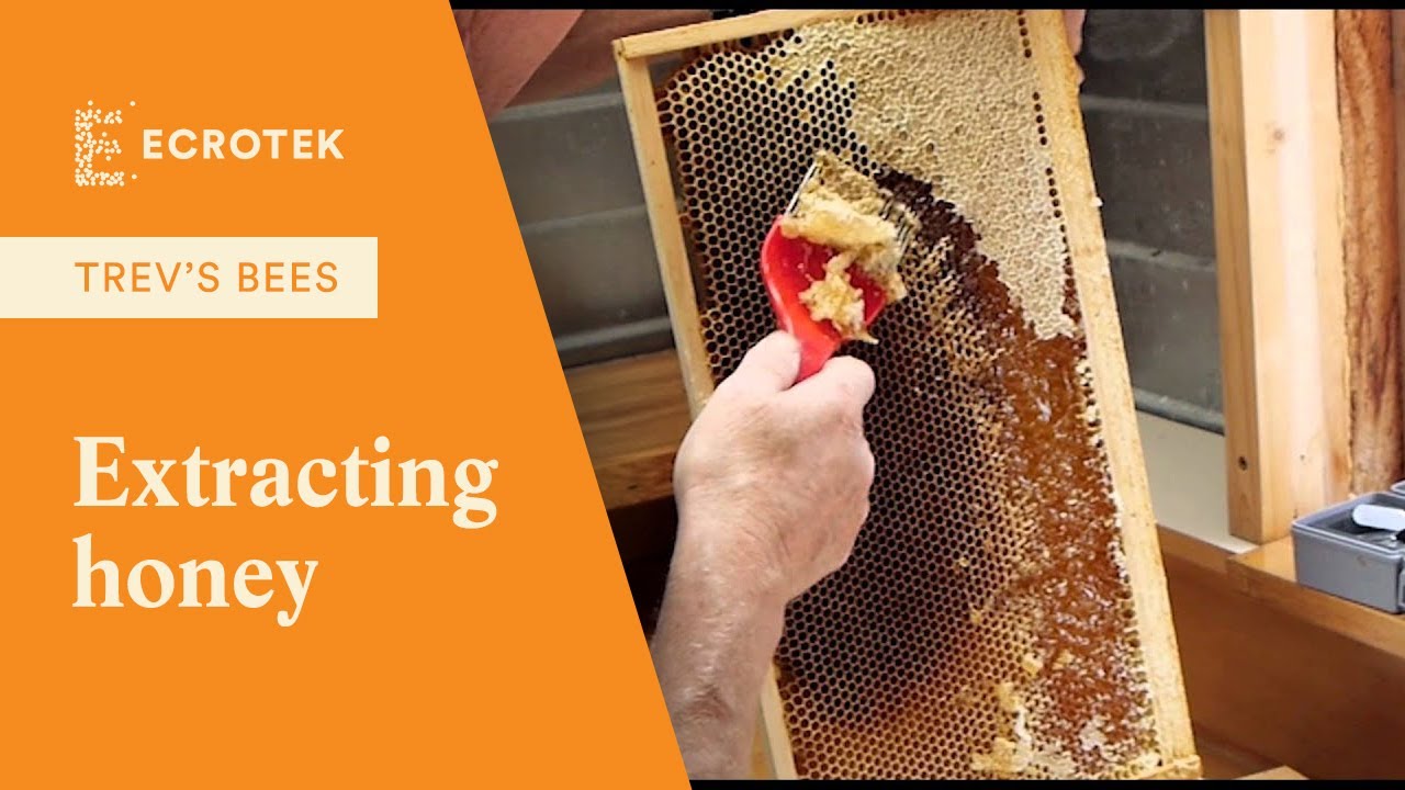 Trevs Bees - Extracting honey - YouTube