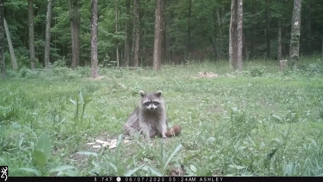 Raccoon eating crackers - YouTube