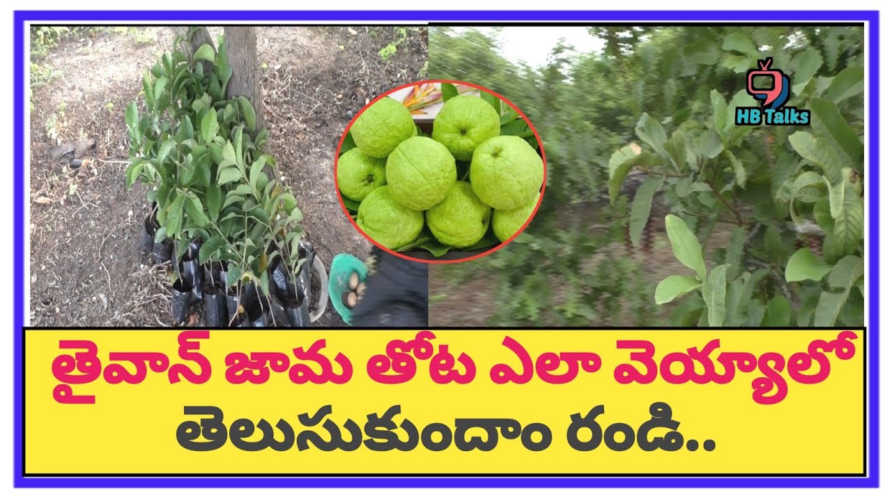Taiwan Jama Saagu In Telugu | Taiwan Jama Thota Farming In Telugu ...