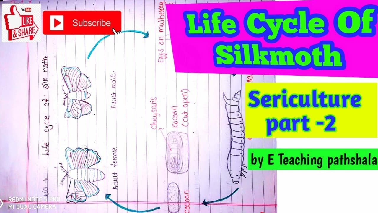 sericulture B. sc 3rd year zoology|life cycle of silkworm| bombyx mori ...