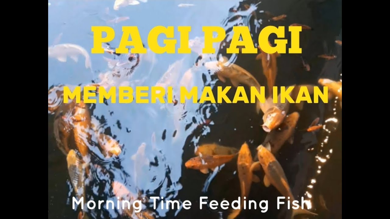 PAGI PAGI MEMBERI MAKAN IKAN | MORNING TIME FEEDING FISH - YouTube