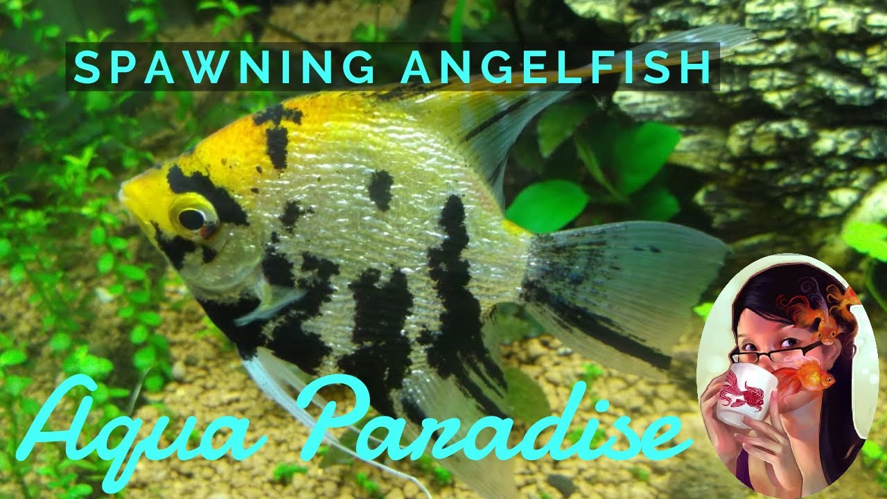 Spawning angelfish - YouTube