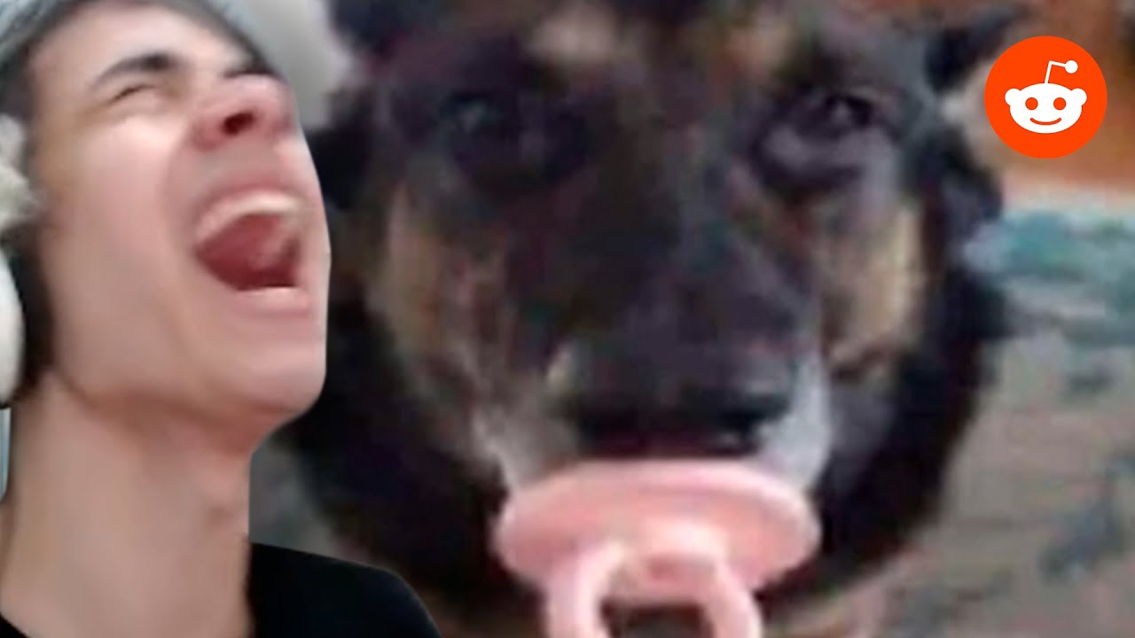 Pedrodbr Reage aos Melhores Memes do Reddit #142 - YouTube