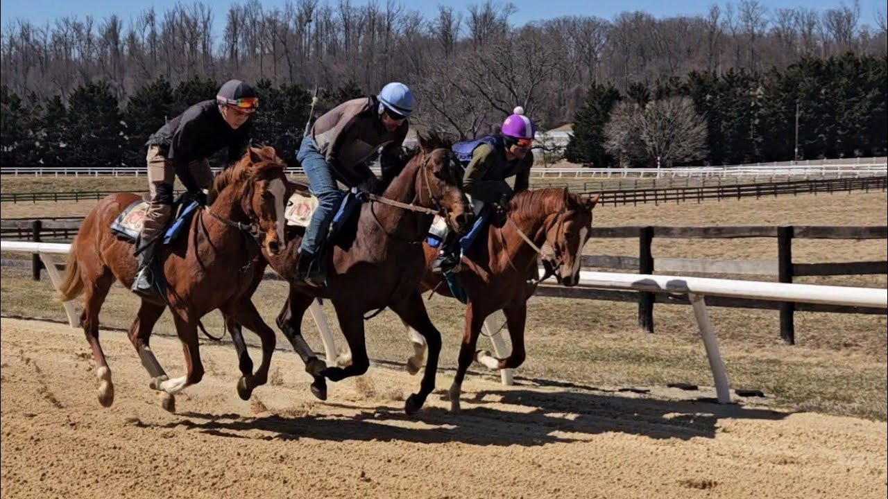Five Minutes More (rail), Lunar Lightning (middle) and Gallo (outside ...