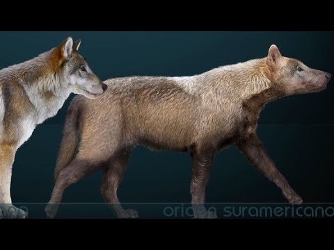 Aenocyon Dirus • Lobo Gigante Terrible • PaleoPedias 🇺🇸🐺 - YouTube