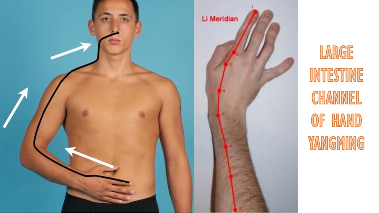 Large intestine channel of hand yang ming – yangming meridian of hand ...