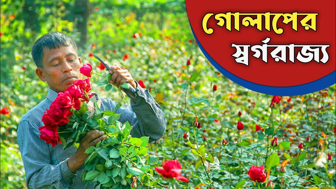 গদখালীর গোলাপের রাজ্য | Rose Garden | Godkhali | Jashore - YouTube