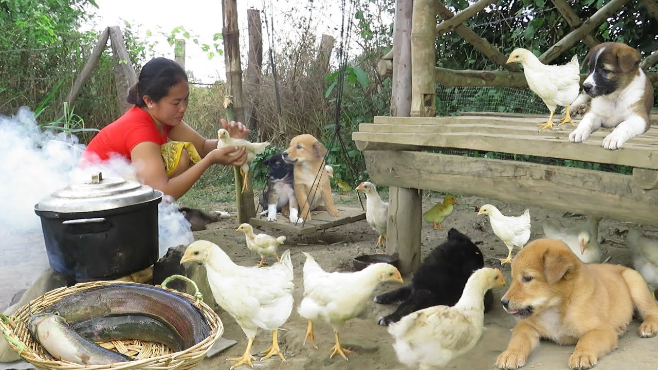 Women catch big fish and cut oysters in the fields - Cooking big fish ...