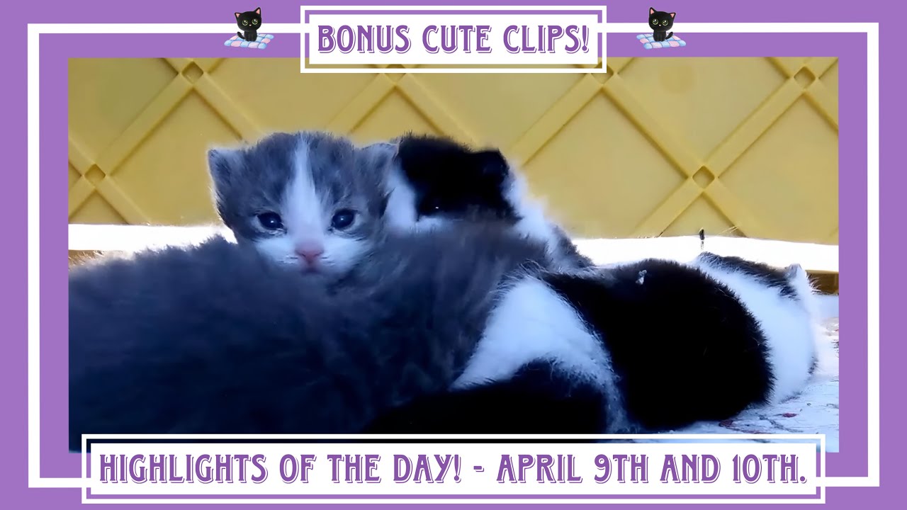 Highlights of the Day! - April 9th and 10th - Bonus Cute Clips! - YouTube