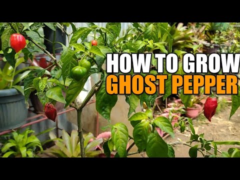 How to grow Ghost Pepper o siling demonyo sa container - YouTube