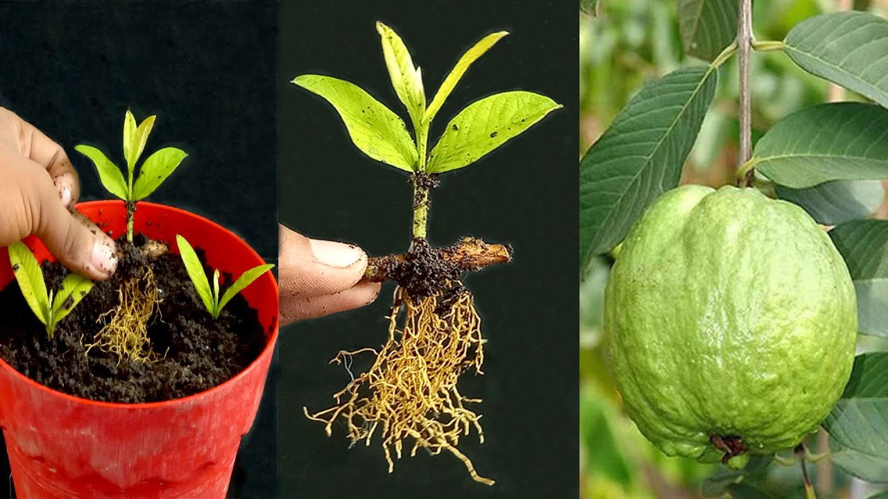 How To Grow Guava Tree Cutting Very Unique Techniques - YouTube