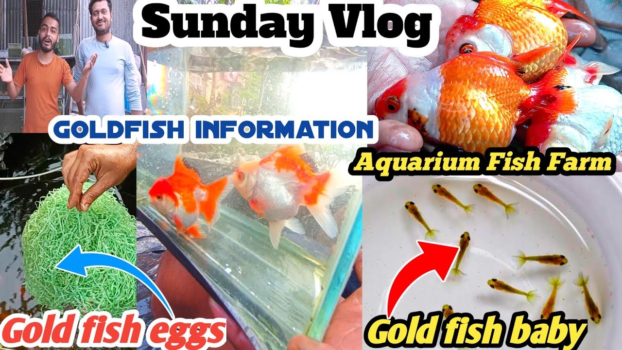 Goldfish Farm | Goldfish breeding | Gold fish food | fish Baby | Fish ...