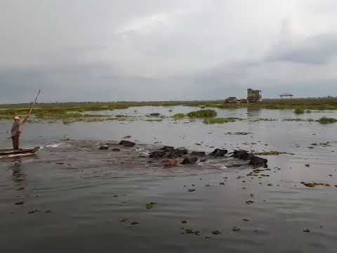 Berburu Kerbau Rawa di Kalang Hadangan 5 - YouTube