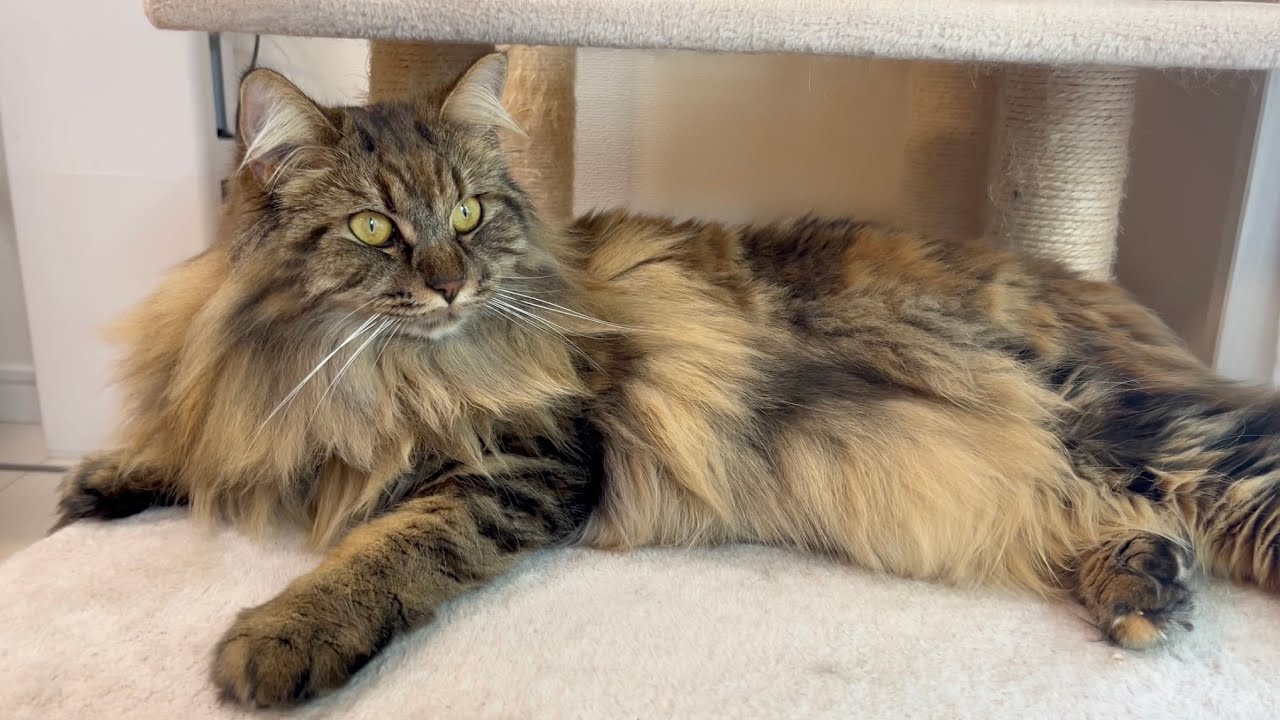 Maple's fur gets stuck in her mouth - YouTube