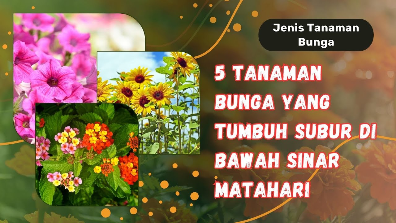 5 Tanaman Bunga yang Tumbuh Subur di Bawah Sinar Matahari - YouTube