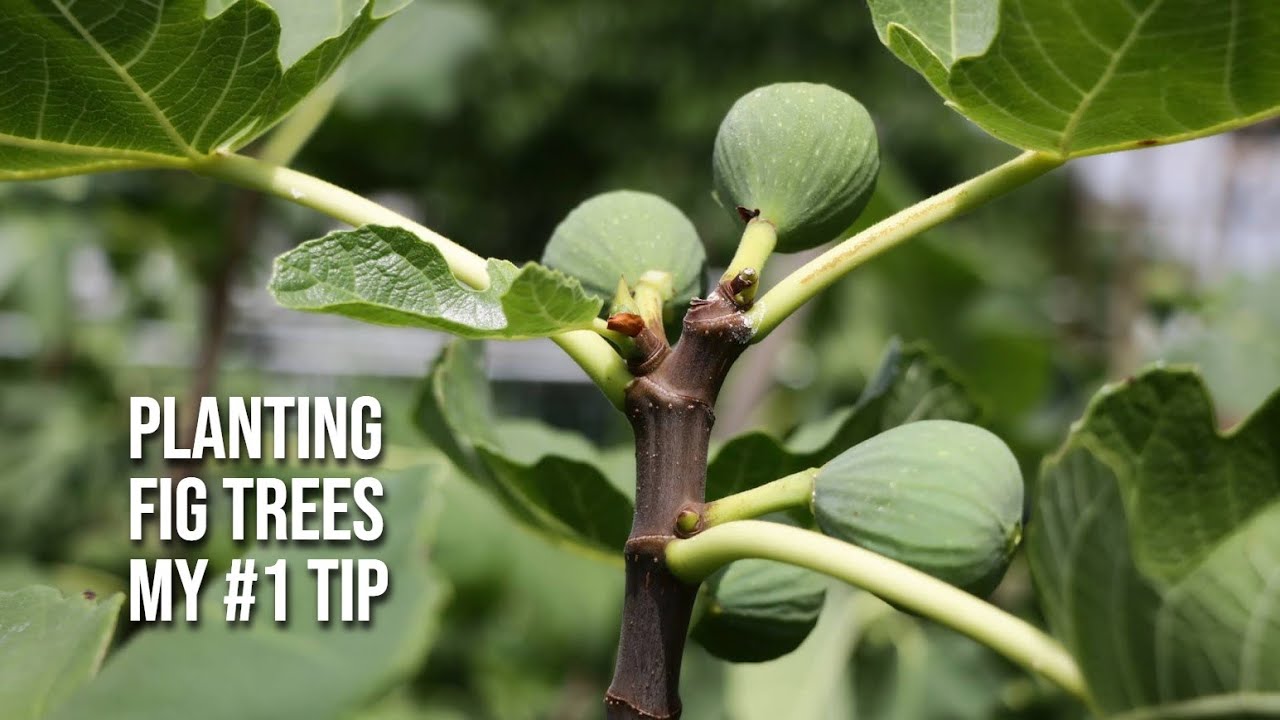 Planting Fig Trees: My #1 Tip Before & After Planting - YouTube