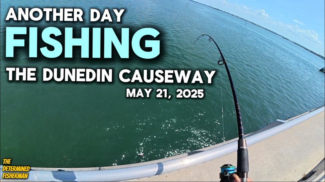 Another Day Fishing the Dunedin Causeway 5-21-2025 - YouTube