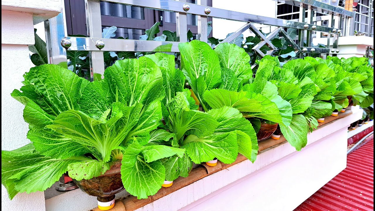 No Need For A Garden - Turn Your Balcony Into A Delicious Vegetable ...