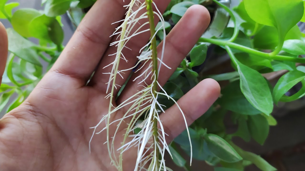 COMO SALVAR UNA PLANTA ROTA - YouTube