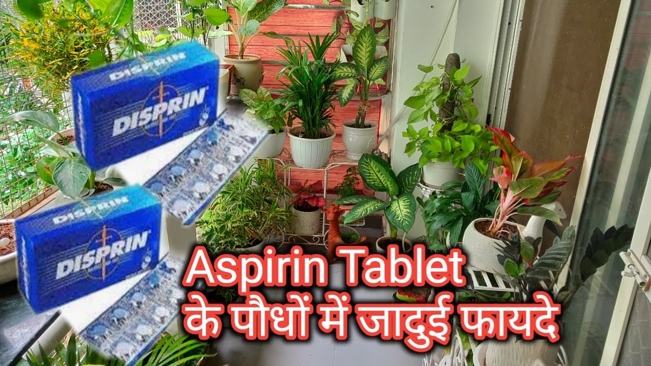 Aspirin टैबलेट के पौधों में फायदे जानकर दंग रह जाओगे | disprin tablet ...