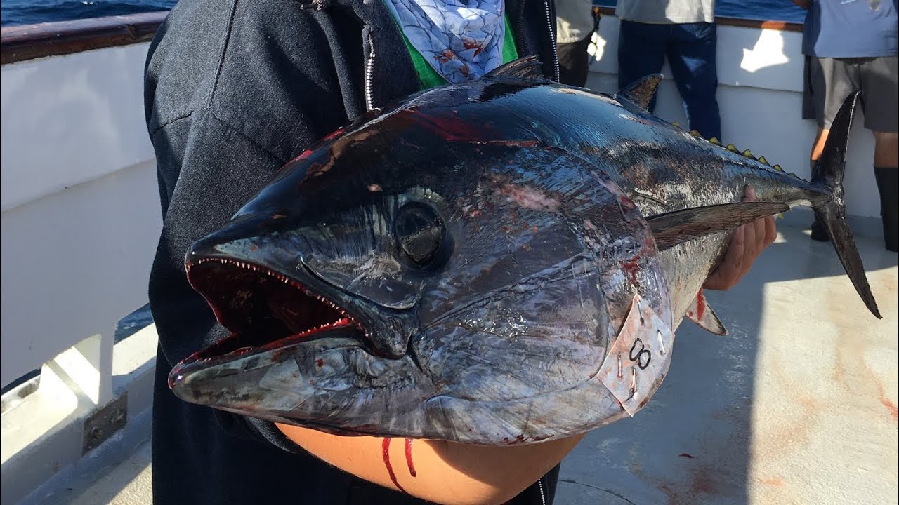 Bluefin tuna fishing on the grande H&M Landing, San Diego, California ...