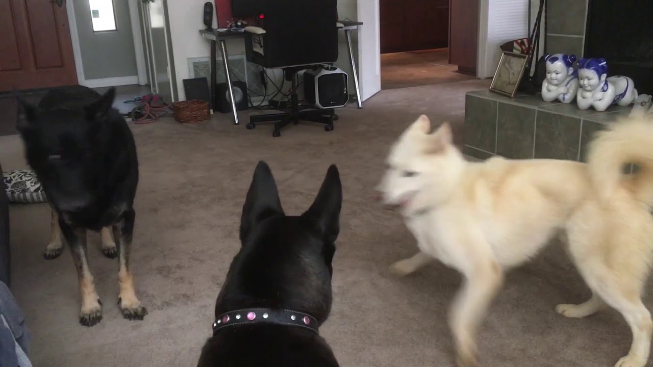 Dogs playing HD - YouTube