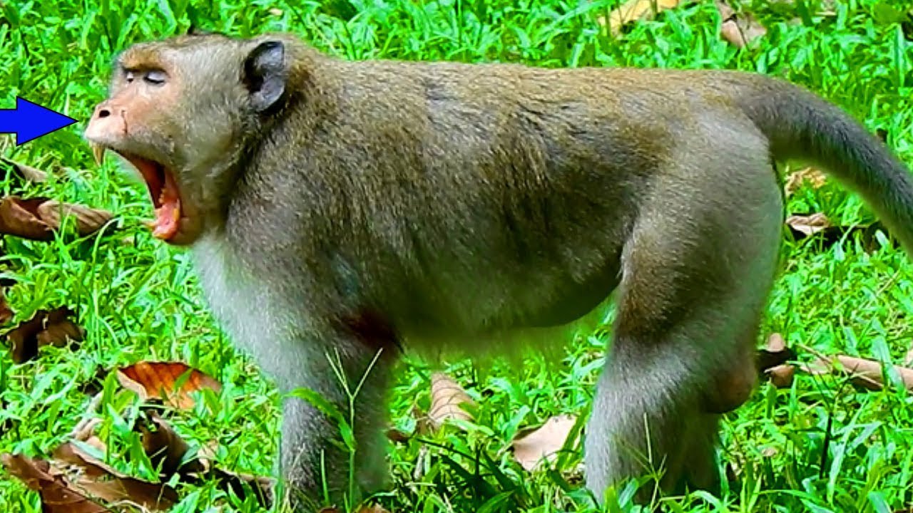 Big Boss, Donkey Got Hurt On His Face and Tummy After Biting With ...