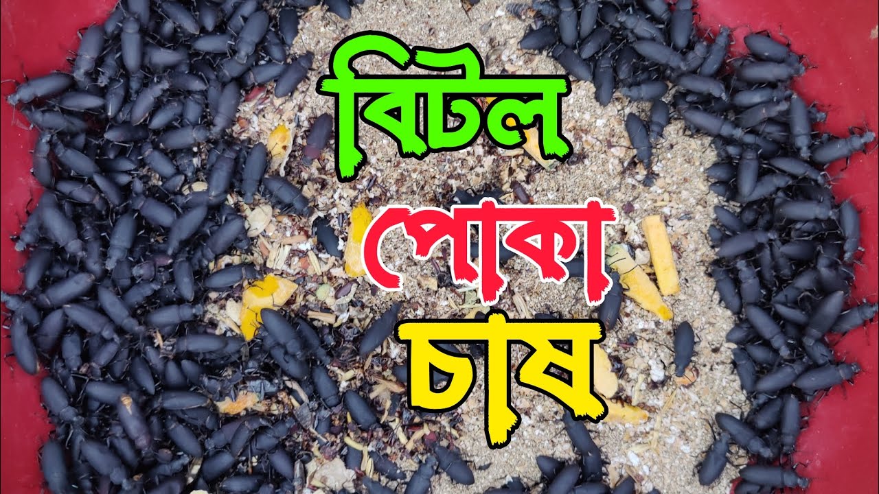 বিটল পোকা চাষ পদ্ধতি || কম খরচে হাঁস মুরগির খাবার তৈরি || bitol poka ...