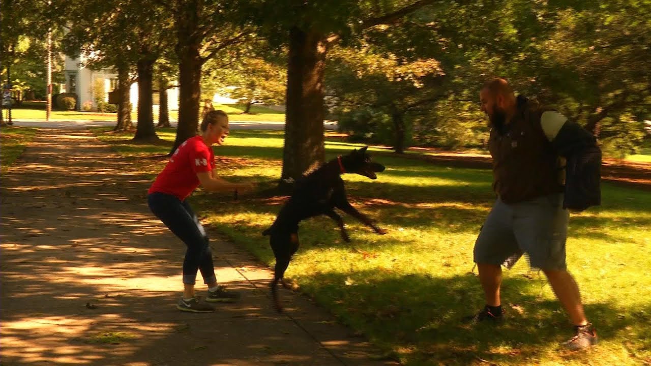 No Means No!! Protection Training Development Doberman "Flint" Dog For ...