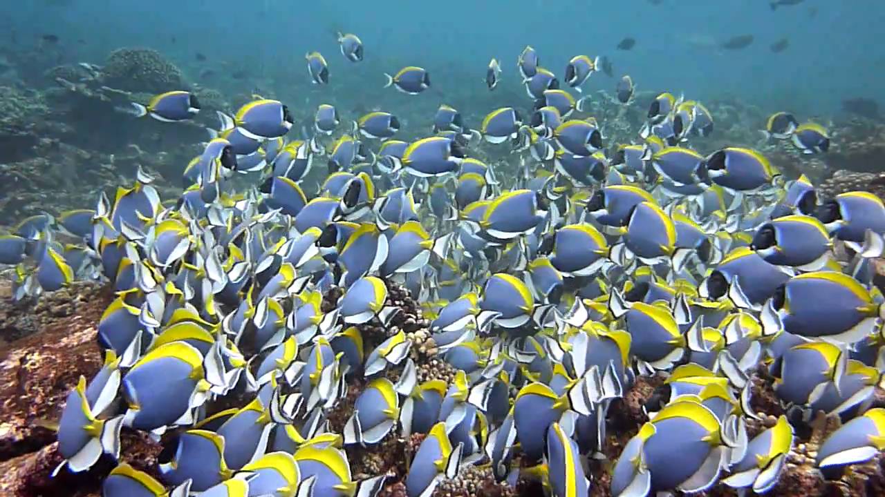 2010-09 maldives Powder blue surgeonfish - YouTube